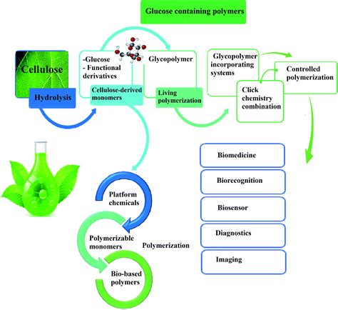 Natural Polymers Cellulose