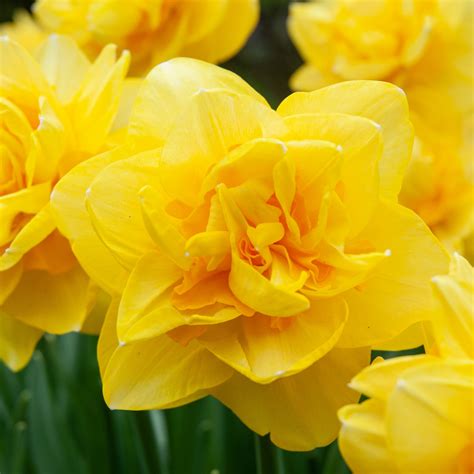 Sherborne Daffodil Bulbs Always Wholesale Prices Colorblends®