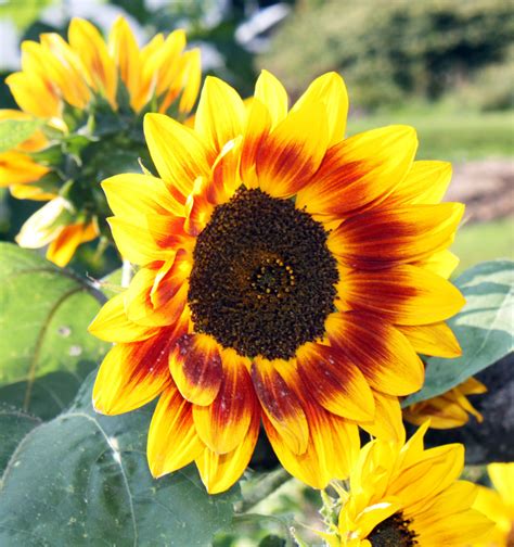 Beautiful Sunflowers Travel Like A Local Vermont