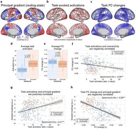 Dissociating Localized Versus Distributed Processes Across The Cortical