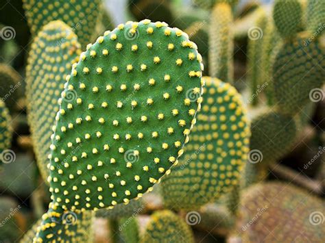 Closeup Cactus Bunny Ear Plant Opuntia Microdasys Opuntioid Cacti