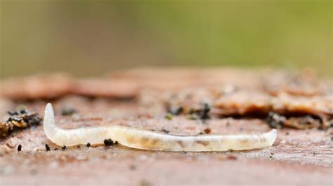 All About Enchytraeidae White Pot Worms A Chaos Of Delight