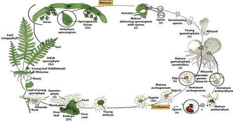 Biology Life Cycle Of Pteridophyta