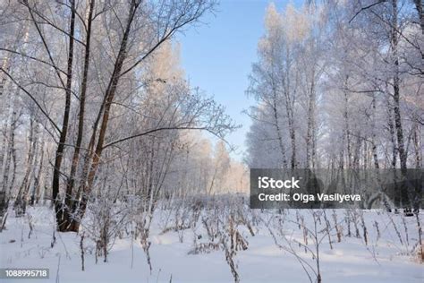 아름 다운 풍경 겨울 자작나무와 소나무 숲입니다 눈 속에서 나무 0명에 대한 스톡 사진 및 기타 이미지 0명 1월 검은색 Istock