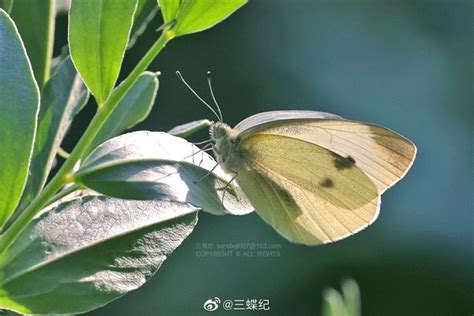 记录一些深圳春天的虫虫：1 2、橙带蓝尺蛾