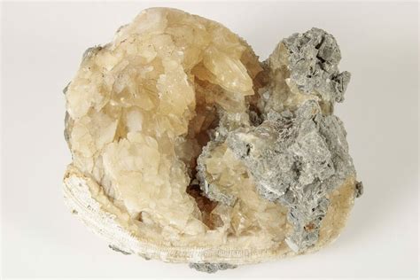 3 85 Fossil Clam With Fluorescent Calcite Crystals Ruck S Pit Fl