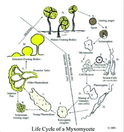 Physarum Polycephalum Life Cycle