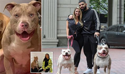 American Bully Xtreme