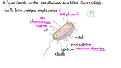 Des Cellules Procaryotes
