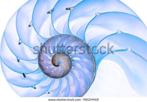 8 Fibonacci Pattern On Shell Blue Photo Images Stock Photos Vectors Shutterstock