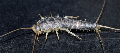 Home Pest Control Silverfish Identification Prevention And Removal Tips