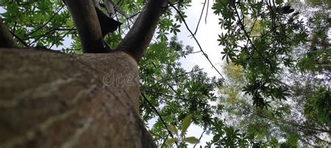Ceiba Pentandra Is Towering And Sturdy Stock Image Image Of Leaf