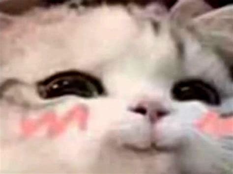 Tổng Hợp Meme Mèo Dễ Thương Hài Hước Nhất Kiến Thức Cho Người Lao