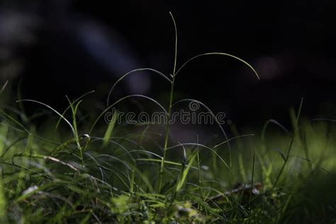 Close Up Of Pointy Sharp Grass Blades With Dark Background In The