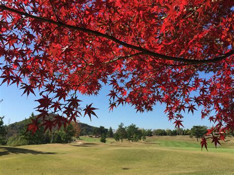 ～秋を満喫♪ゴルフ・紅葉・ごはん～『ロータリーゴルフ倶楽部』 兵庫県ゴルフ場情報 ゴルフダイジェスト･オンライン