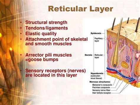 Integumentary System The Skin Ppt Download
