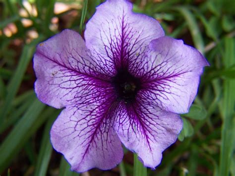 Gardening And Flowers Purple Petunia