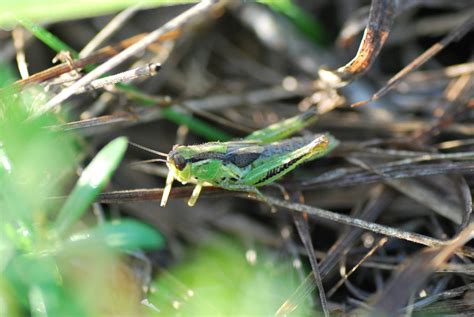 Grasshopper Bug Insect Free Photo On Pixabay Pixabay