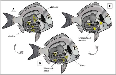Development Of The Infection Process Of Anisakis Simplex S L L3 In Download Scientific Diagram