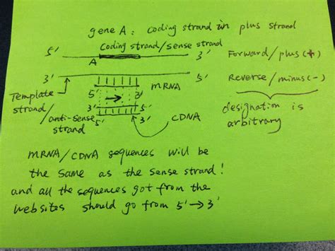 Diving Into Genetics And Genomics Understanding The Forward Strand And Reverse Strand And The