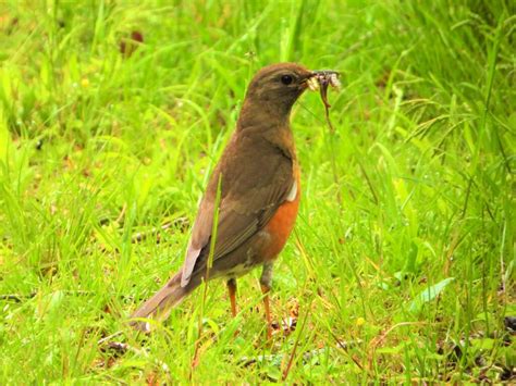 Brown Headed Thrush Beautiful Song Wildlife Of Japan