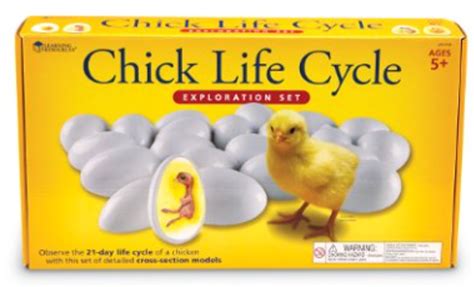 How To Hatch Chicks In The Classroom 101 Artofit