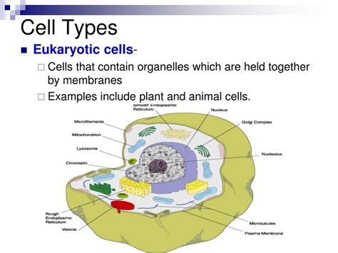 Ppt Eukaryotic Cells Vs Prokaryotic Cells Powerpoint Presentation