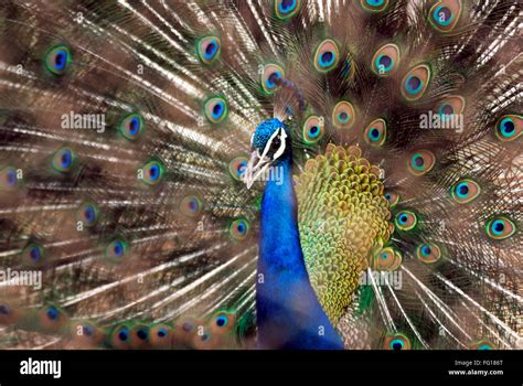 Bird Peacock National Bird Dancing Peacock With Opened Feather Stock