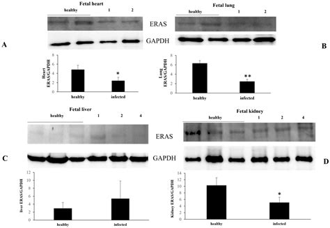 Vertical Intrauterine Bovine And Ovine Papillomavirus Coinfection In Pregnant Cows