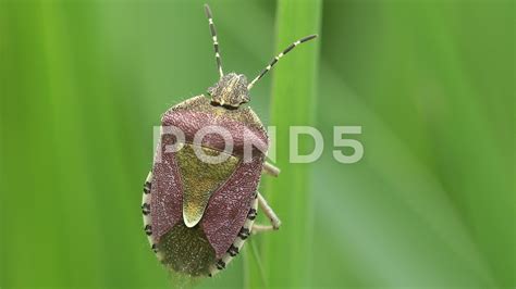 Pentatomidae