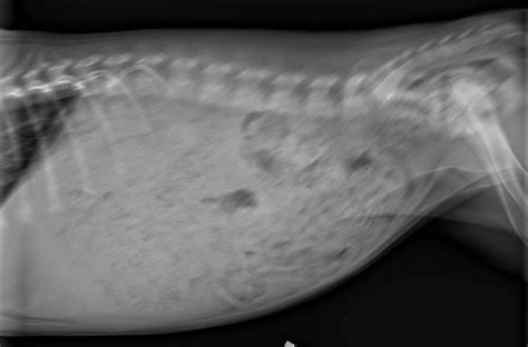 Taking The Perfect Radiograph Troubleshooting Common Errors