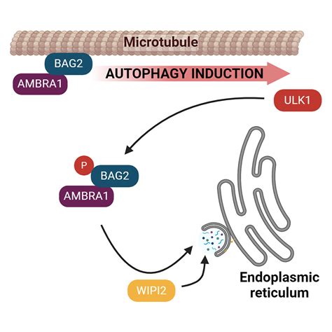 The Ulk1 Effector Bag2 Regulates Autophagy Initiation By Modulating