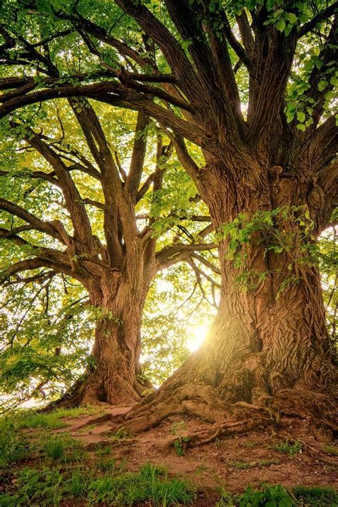 Trees Protect From The Hot Sun R NaturePhoto