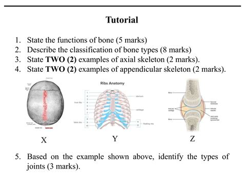The Skeletal System The Functions Of Bone Classification And Structures Of Bones Axial