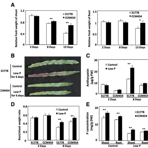 Phenotypic And Physiological Responses Of Maize Inbred Lines 31778 And