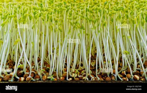 Pea Sprouts Green Shoots Of Growth Reaching For The Light Pea Sprouts On A Growing Tray Stock