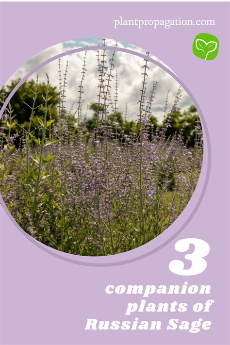 Best 13 9 Catnip Companion Plants And What Should You Avoid Artofit