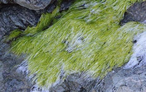 15 Plantas Asexuales Y Sus Características