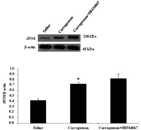 Inos Protein Expression In The Exudate Cells From The Download