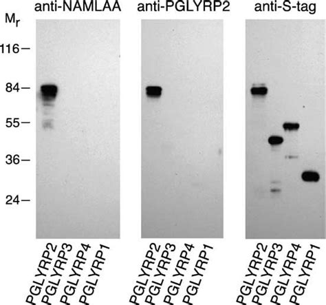 Rabbit Polyclonal Antibodies Generated Against Serum Namlaa Left