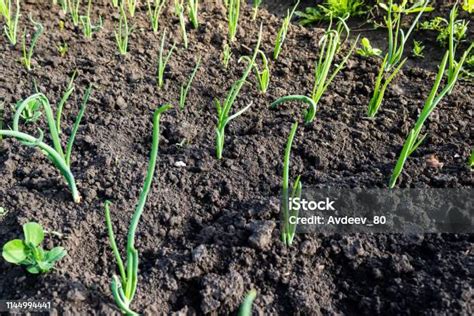 땅에서 자란 신선한 마늘과 양파 콩나물 원 예 정원에서 수확 건강 하 고 채식주의자를 위한 음식 건강한 생활방식에 대한 스톡