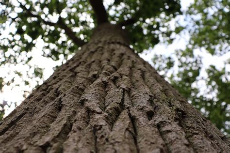 Pohon Di Luar Rumah Alam Foto Gratis Di Pixabay Pixabay