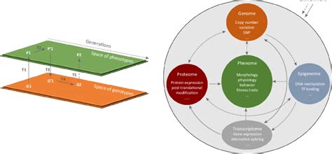 the two frameworks of genotype phenotype interactions a