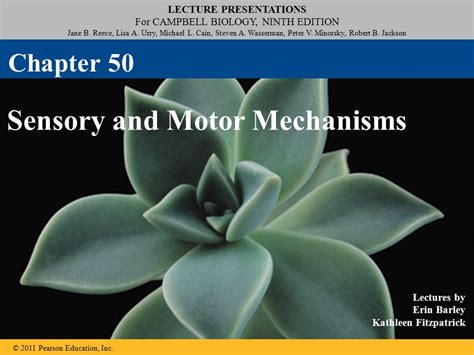 Sensory and Motor Mechanisms - ppt download