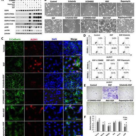 Egfr Pi3k Hif 1α Signaling Pathways Facilitate Glycolysis Through