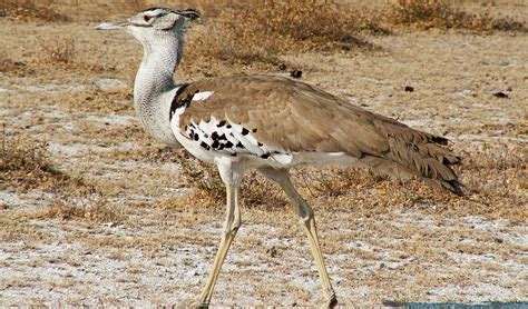 Kori Bustard Facts Distribution And Population Biodb