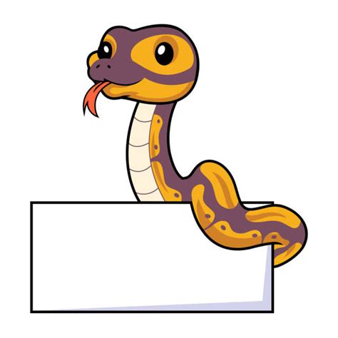120 Royal Albino Python Stock Illustrations Royalty Free Vector