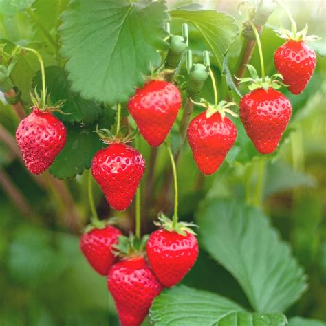 Best Strawberry Plants To Grow In Pots At Nancy Hansen Blog