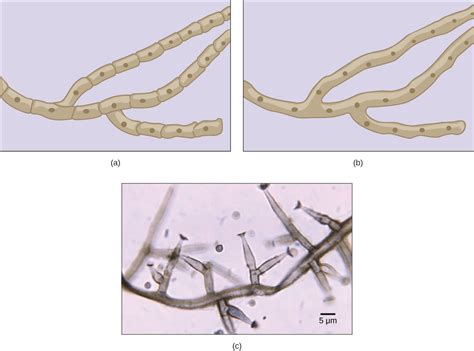Characteristics Of Fungi · Biology