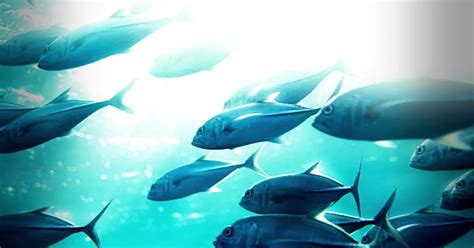 참치 꿈 해몽 8가지 잡는 보는 놓치는 먹는 회 사는 낚시하는